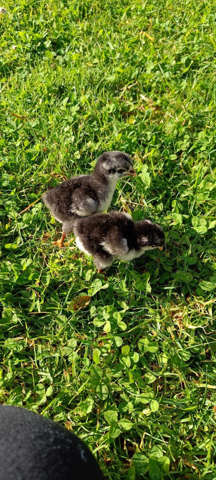 Faire du Helpx en Nouvelle-Zélande [GUIDE COMPLET]